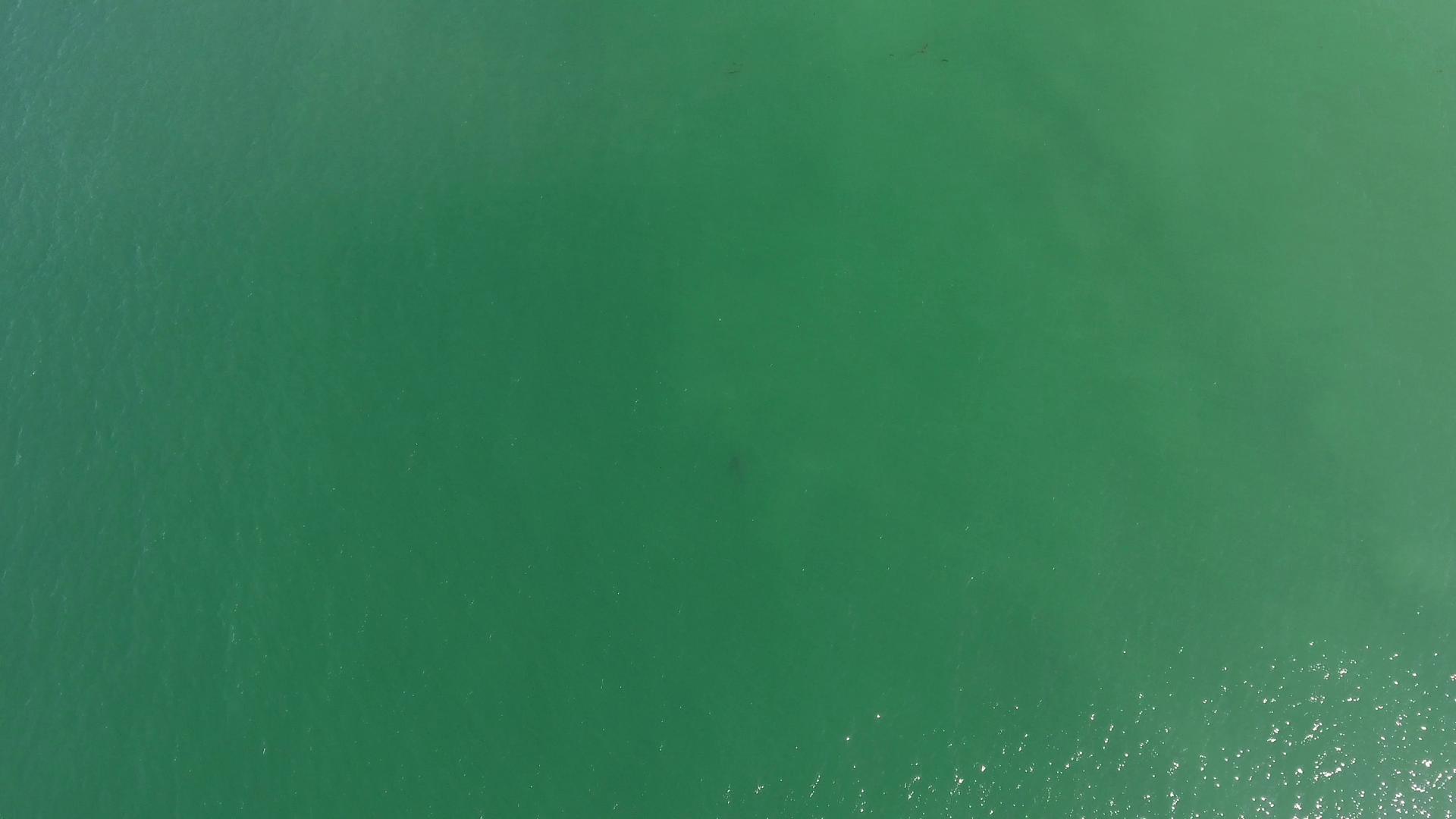 UFPE (ufpe-alnyx) - Roboflow Universe