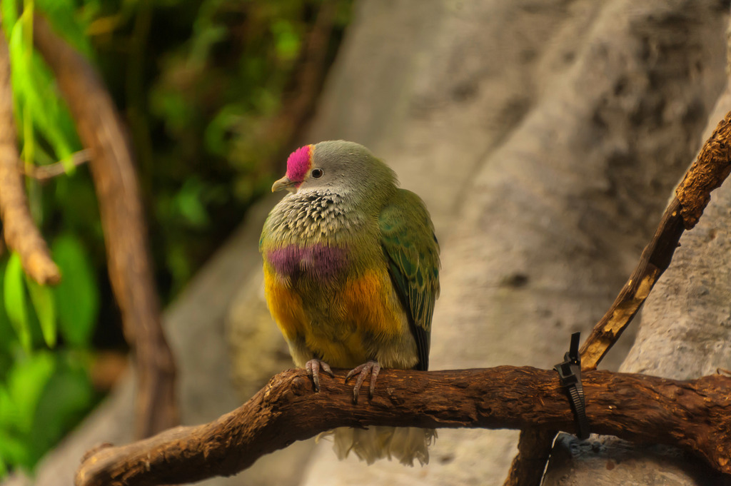 How to Use the Bird detection Object Detection API