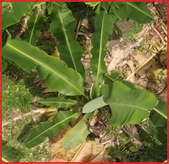 How to Use the Segmentacion_Hojas Instance Segmentation API