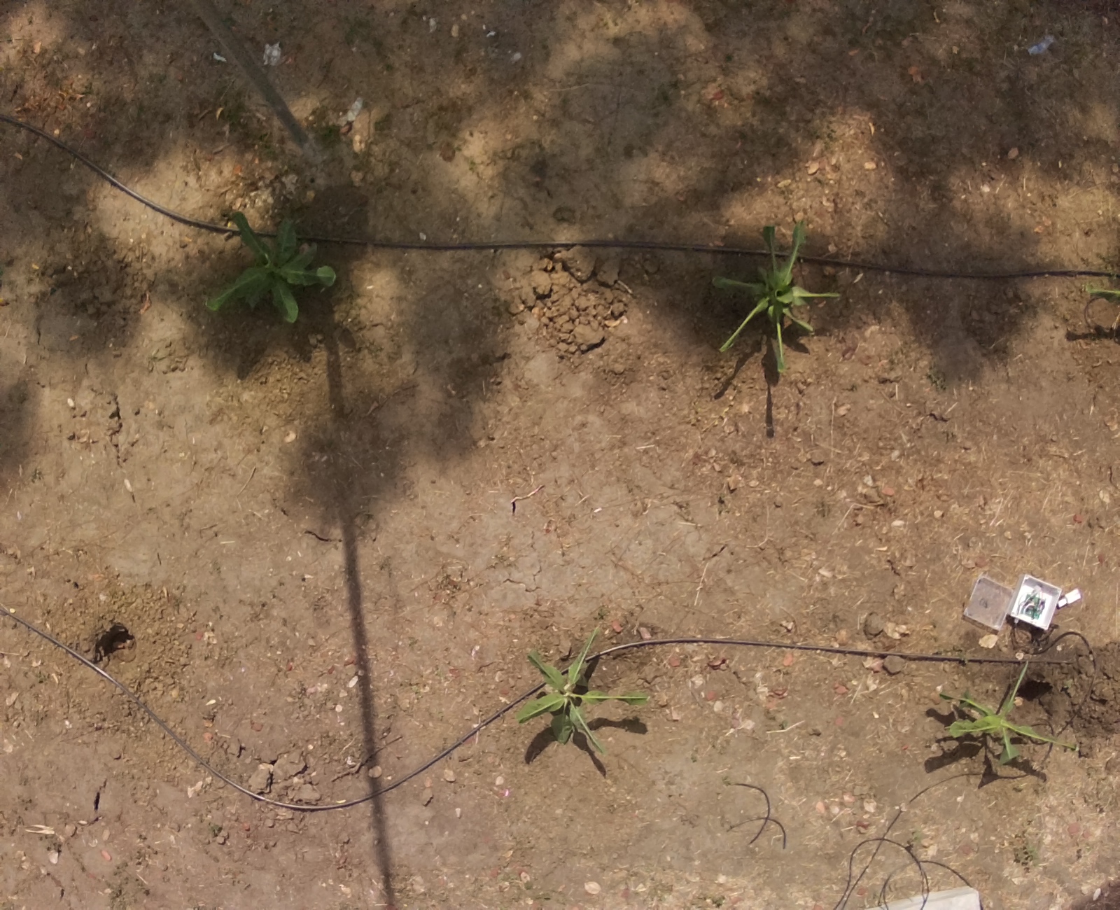 Detection Plants Object Detection Dataset By Astarothdc