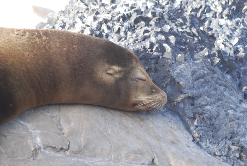 YOLO1 Object Detection Dataset by Aysha Salman