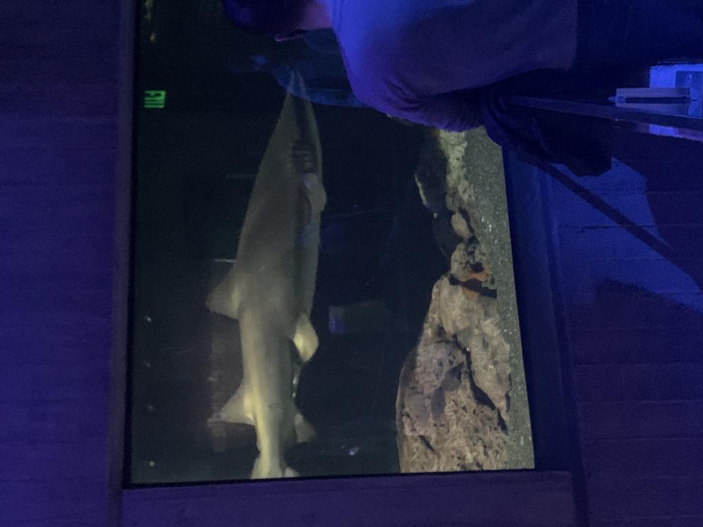 Underwater Object Detection Object Detection Model By Underwater Object