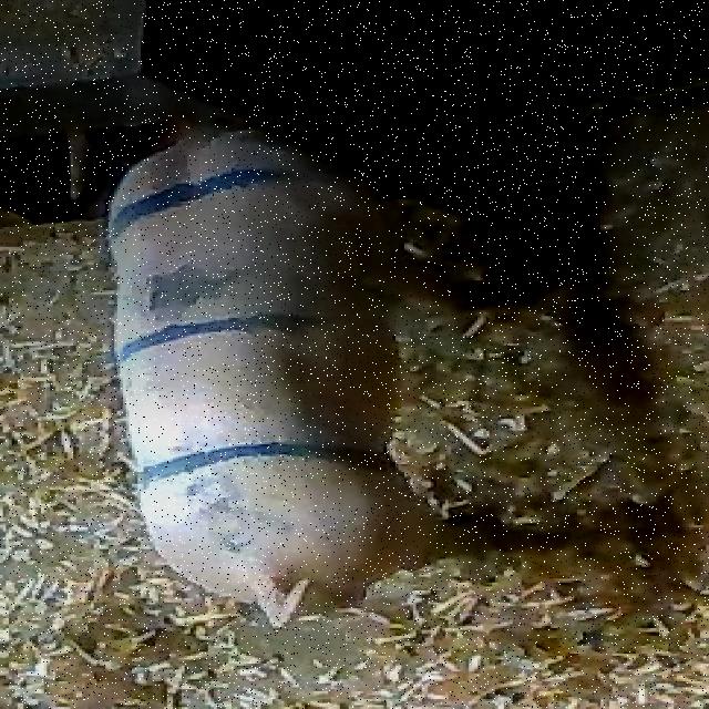 pig_data_kyuho2 Classification Dataset by gunheekim