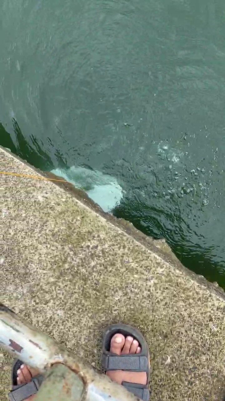 Algae Phase Two Object Detection Dataset By Aqualok