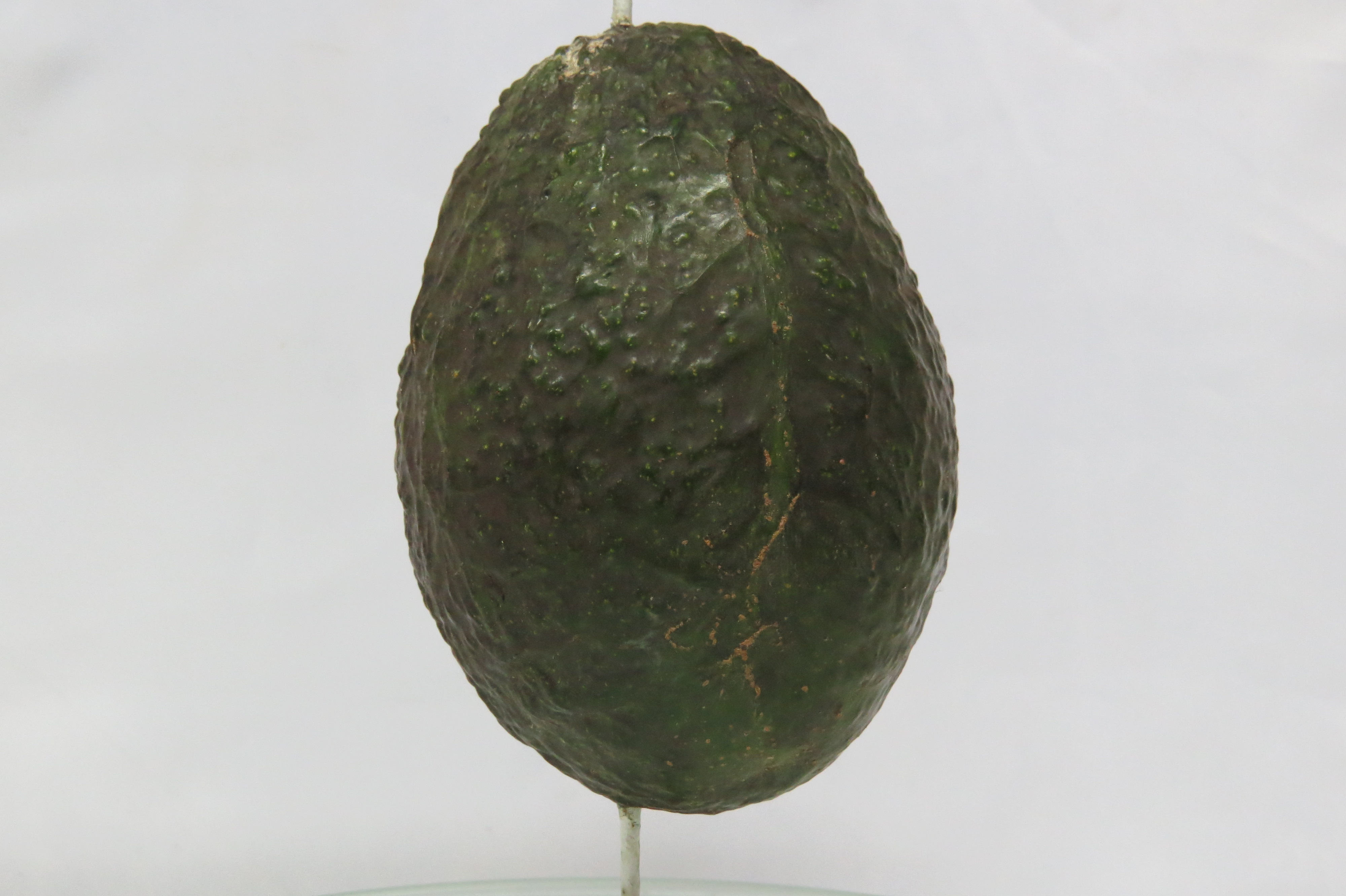 Avocado Ripness Detection Object Detection Dataset By Avocadodetector