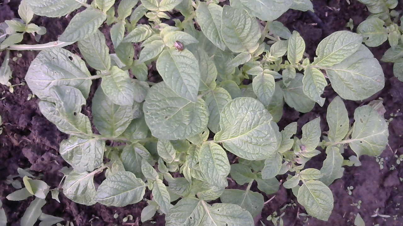 Kumbang Kentang Object Detection Model By Universitas Brawijaya