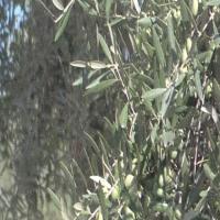 olivefruitdetection - Roboflow Universe