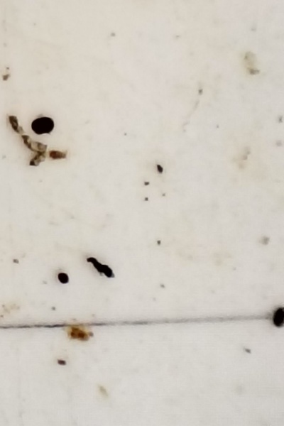 Varroa detector Object Detection Dataset and Pre-Trained Model by nolan