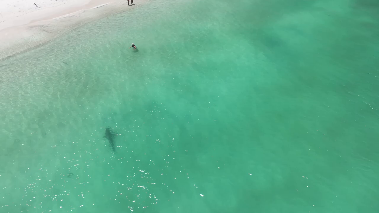 Stat3007 Shark Detection Object Detection Dataset By Shark Detection