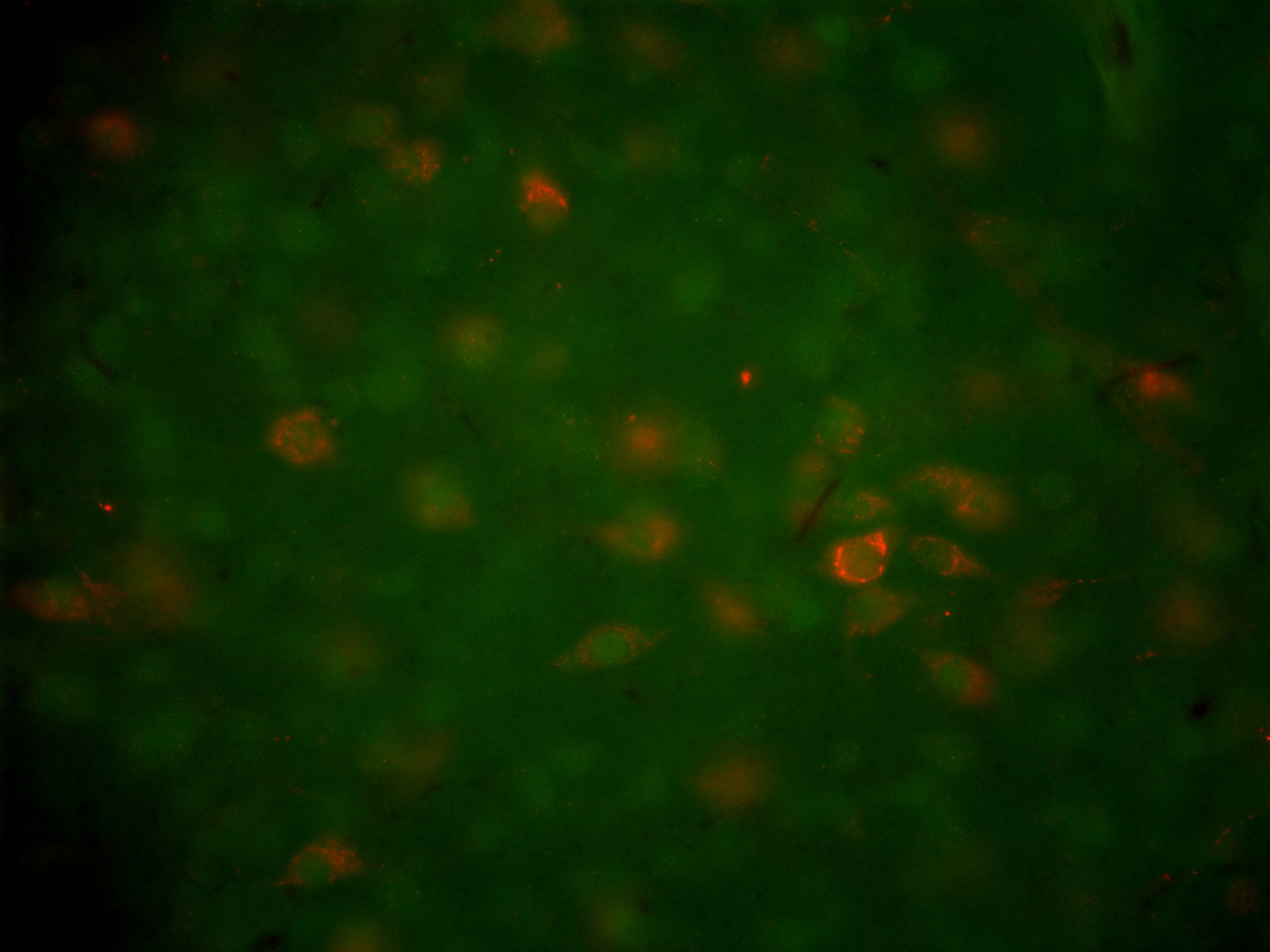 Detect Count And Visualize Object Detection Object Detection Dataset By Cell