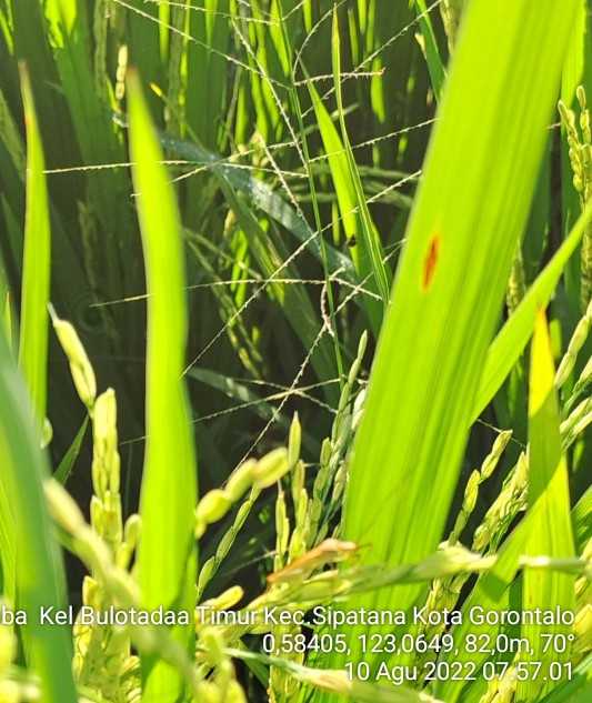 Data Skripsi Fix Bismillah Object Detection Dataset And Pre Trained Model By Sabrina Salsabila