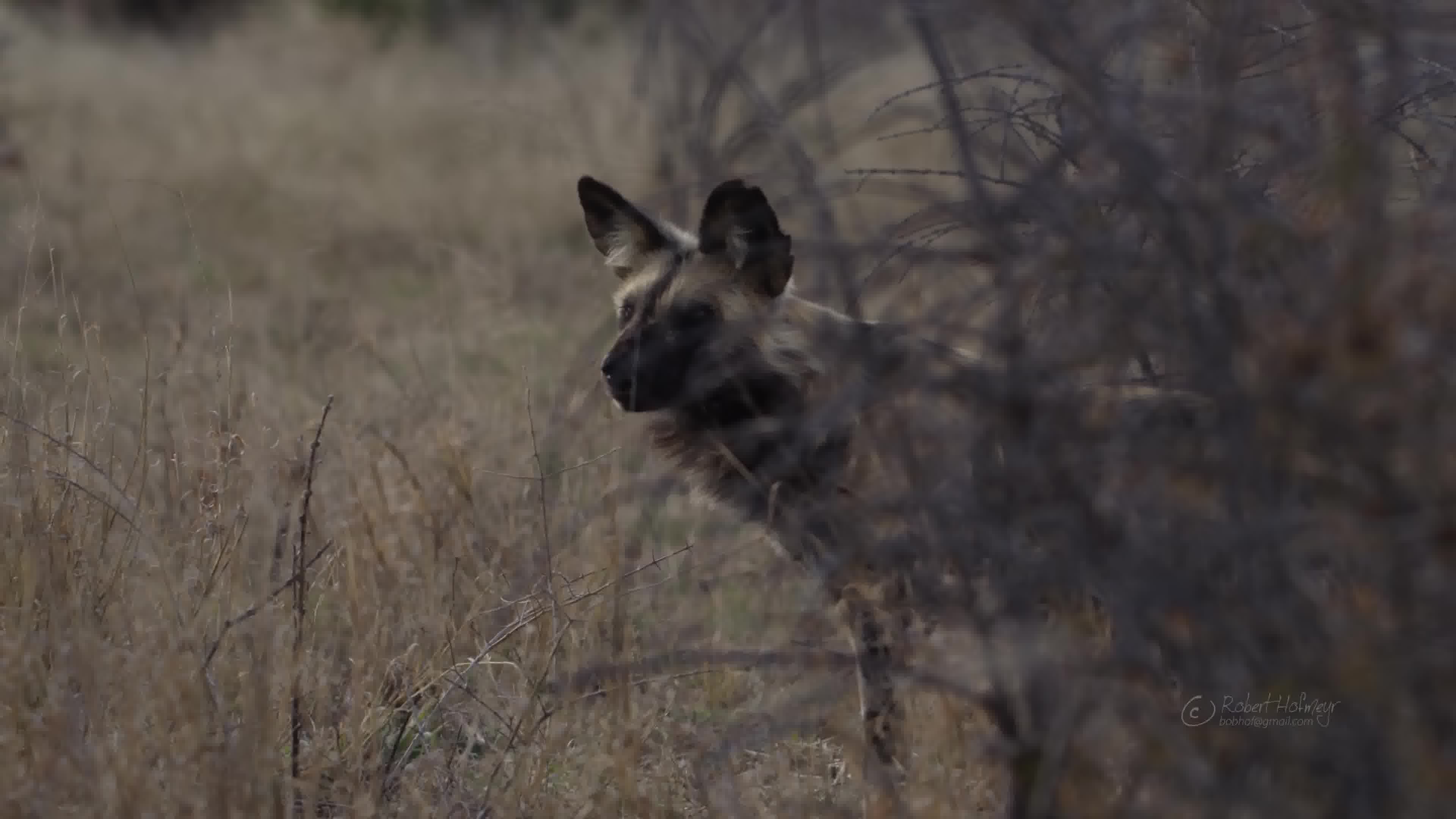 animals-dataset Object Detection Dataset by customdataset