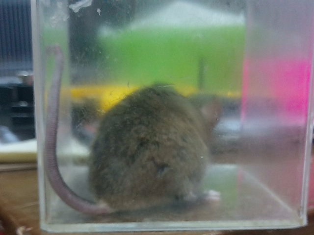 object detection Object Detection Dataset by Zy Elite