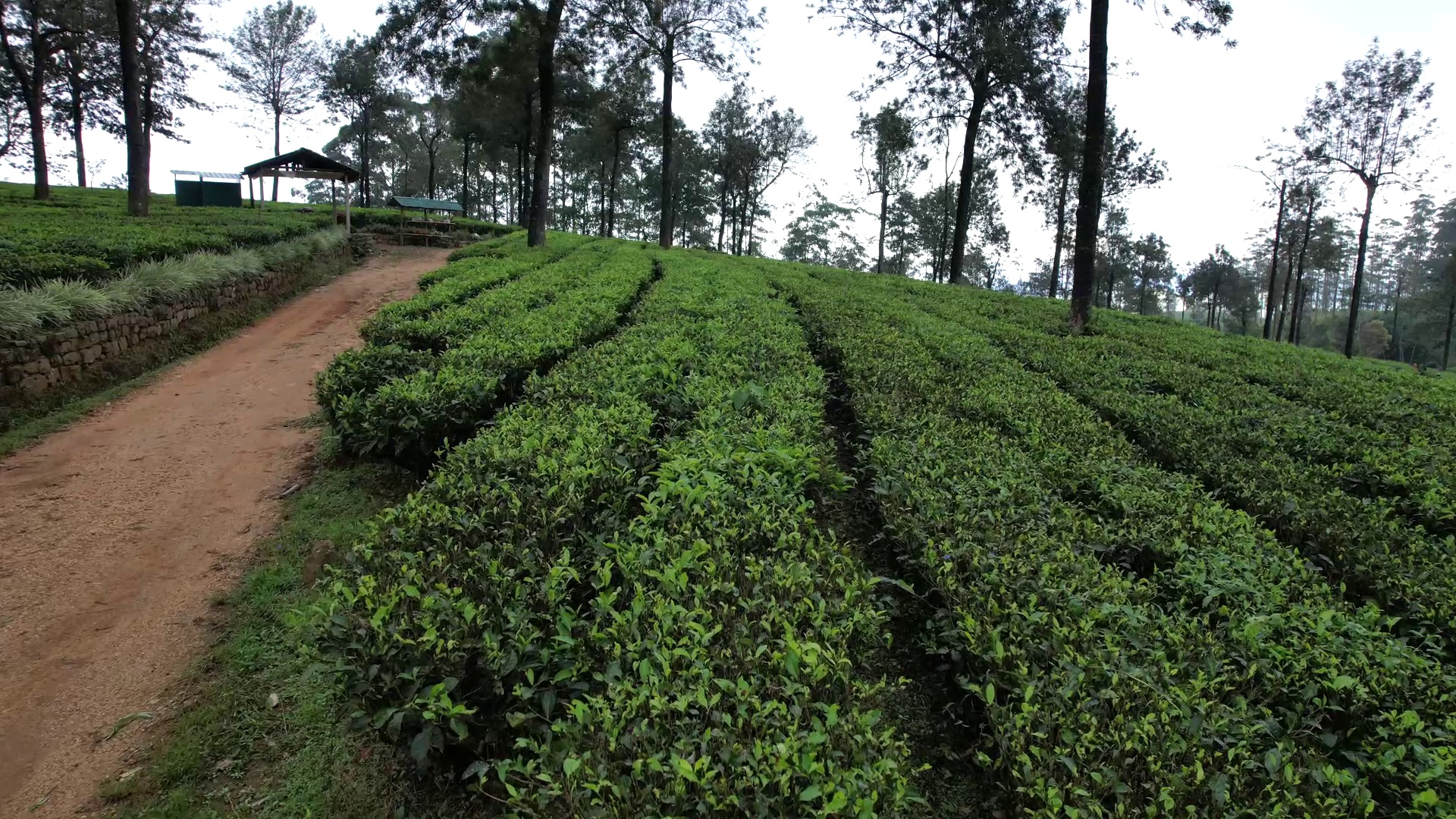 tea_row_final Instance Segmentation Dataset and Pre-Trained Model by Chamo