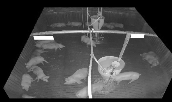 Lee_pig Object Detection Dataset by JongWoongSeo