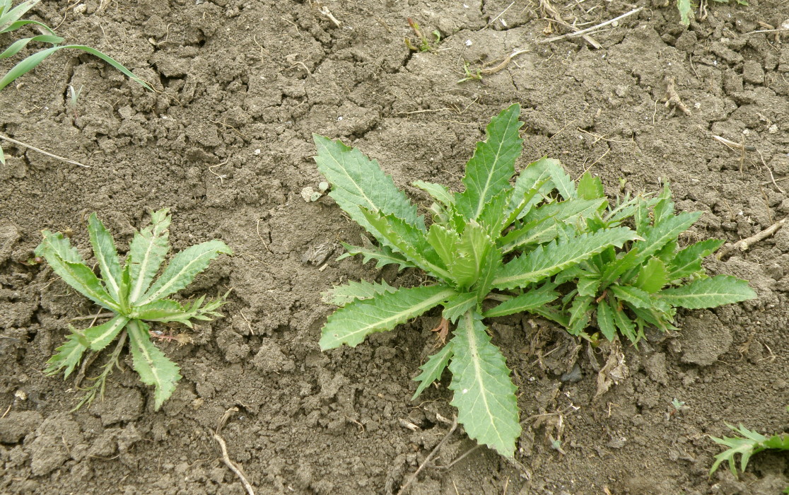 cars-stages-classification Instance Segmentation Dataset and Pre ...