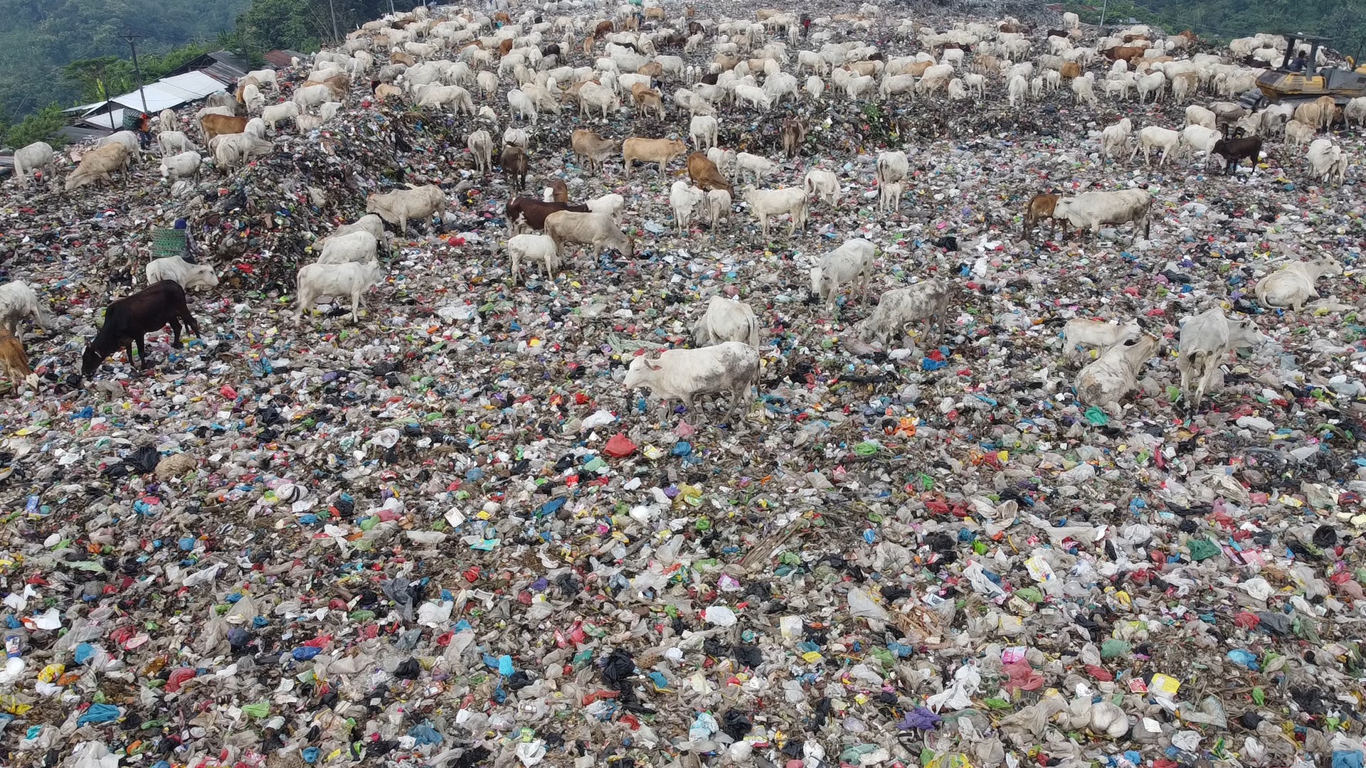 Cattle Detection And Counting Object Detection Dataset And Pre Trained