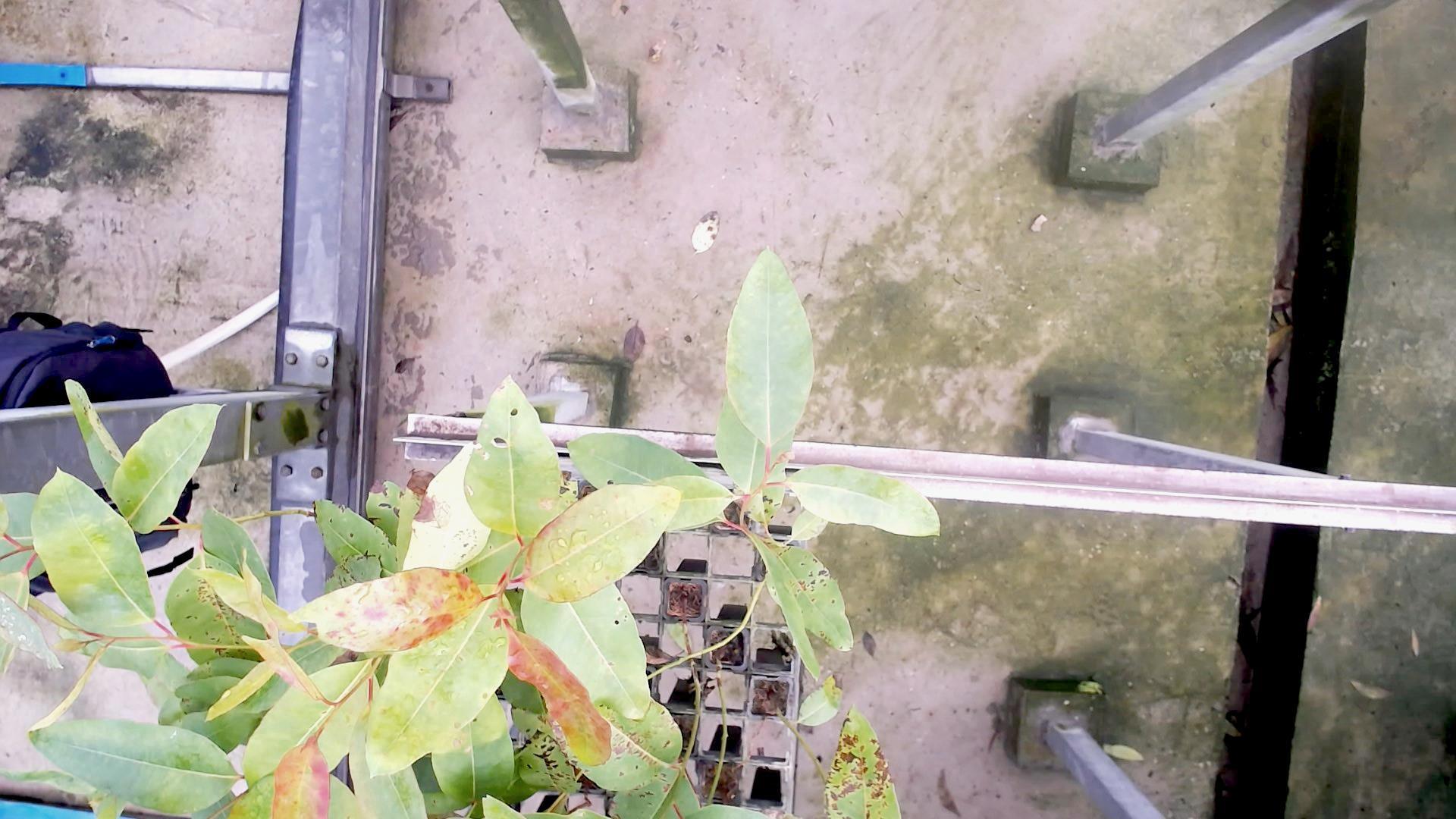 daun sehat dan sakit Instance Segmentation Model by tes