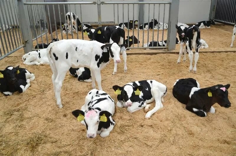 Cow Dataset Object Detection Dataset By Mrk