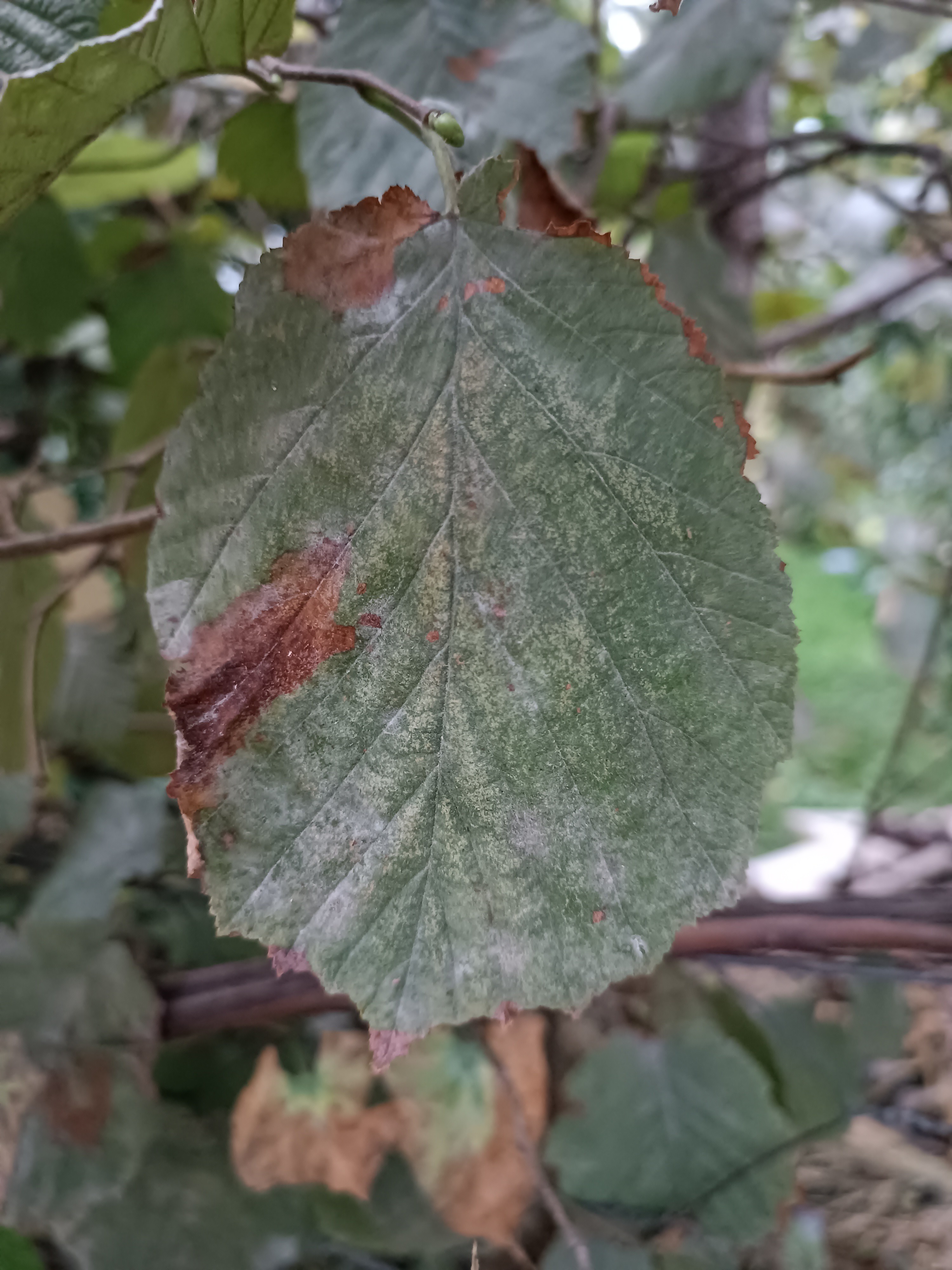 Nut Object Detection Model By Mehmet Senturk