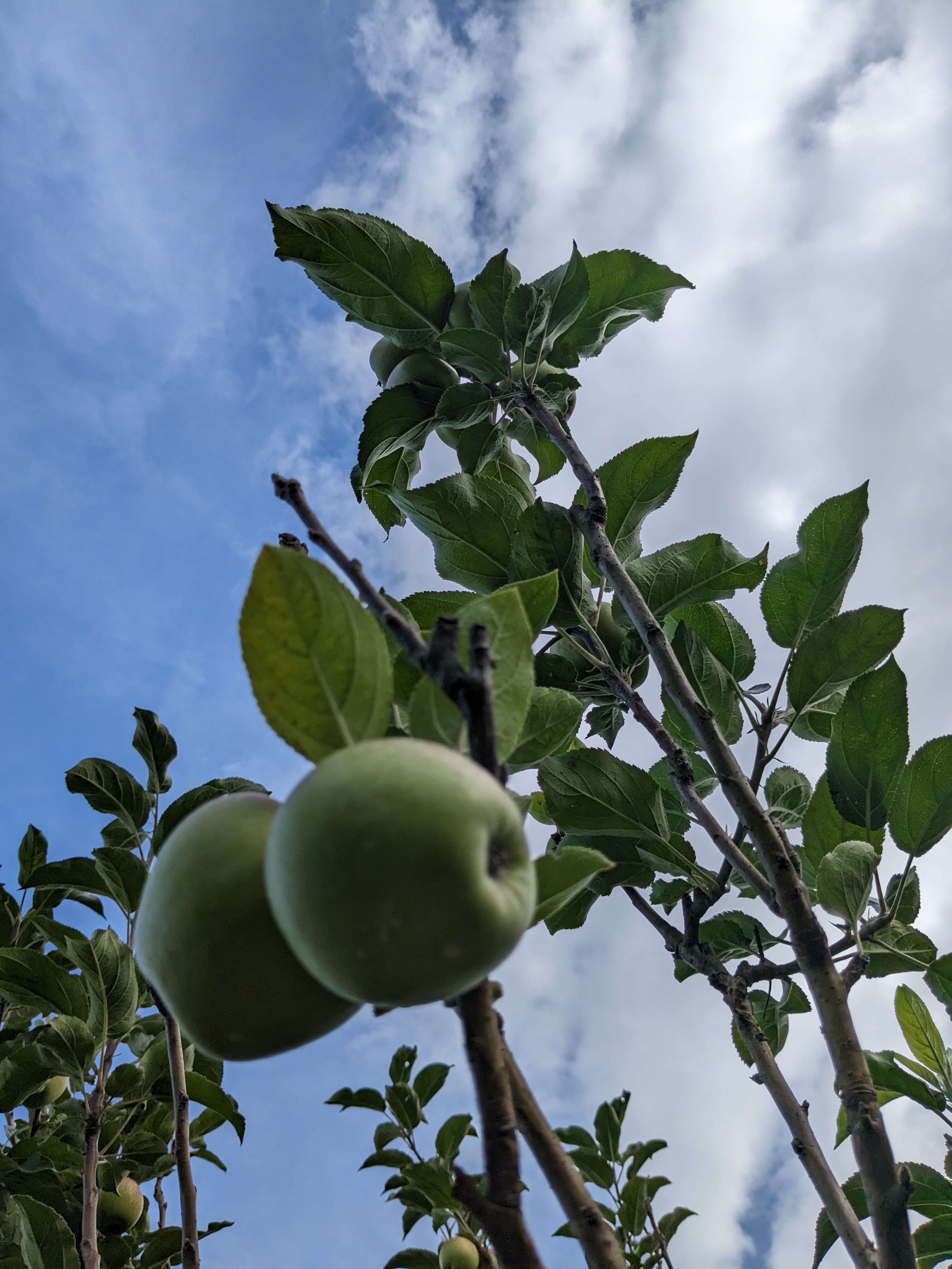 Apple Mask Image Instance Segmentation Dataset and Pre-Trained Model by TAQuantum