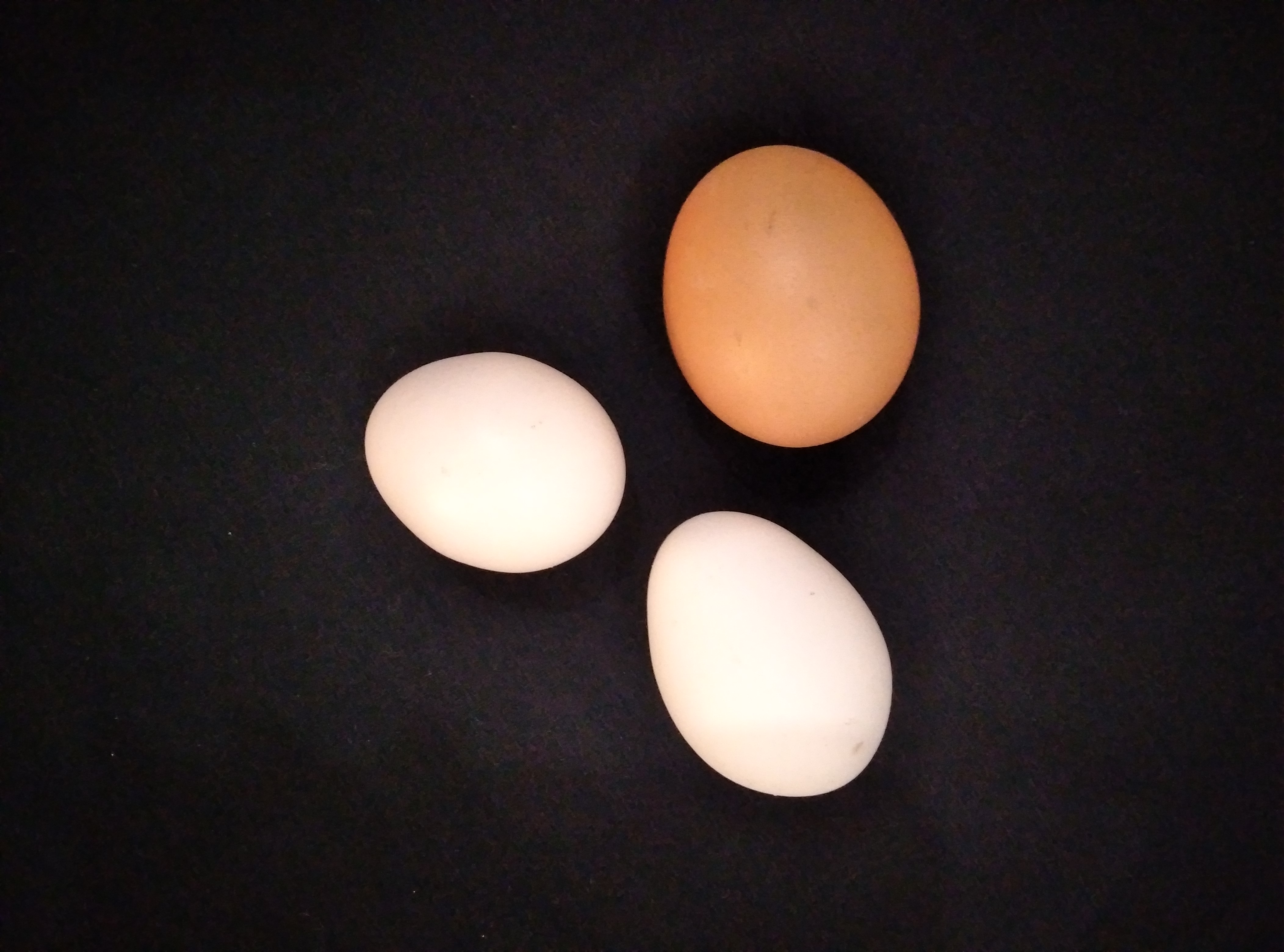 Egg-Multiple Object Detection Dataset and Pre-Trained Model by project