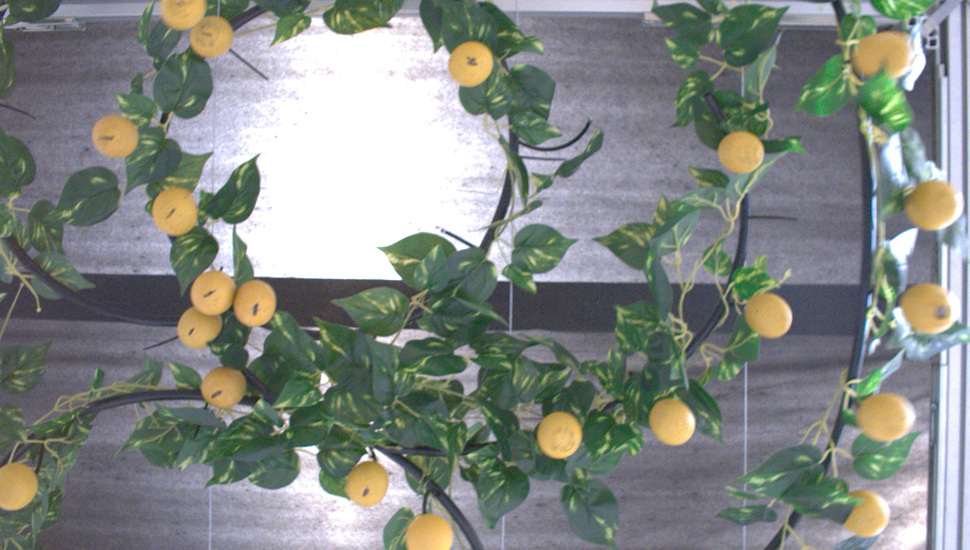 Experiment Canopy Object Detection Dataset by FLAME