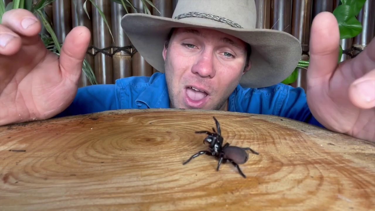 How to Use the Venomous Spiders Identification Object Detection API