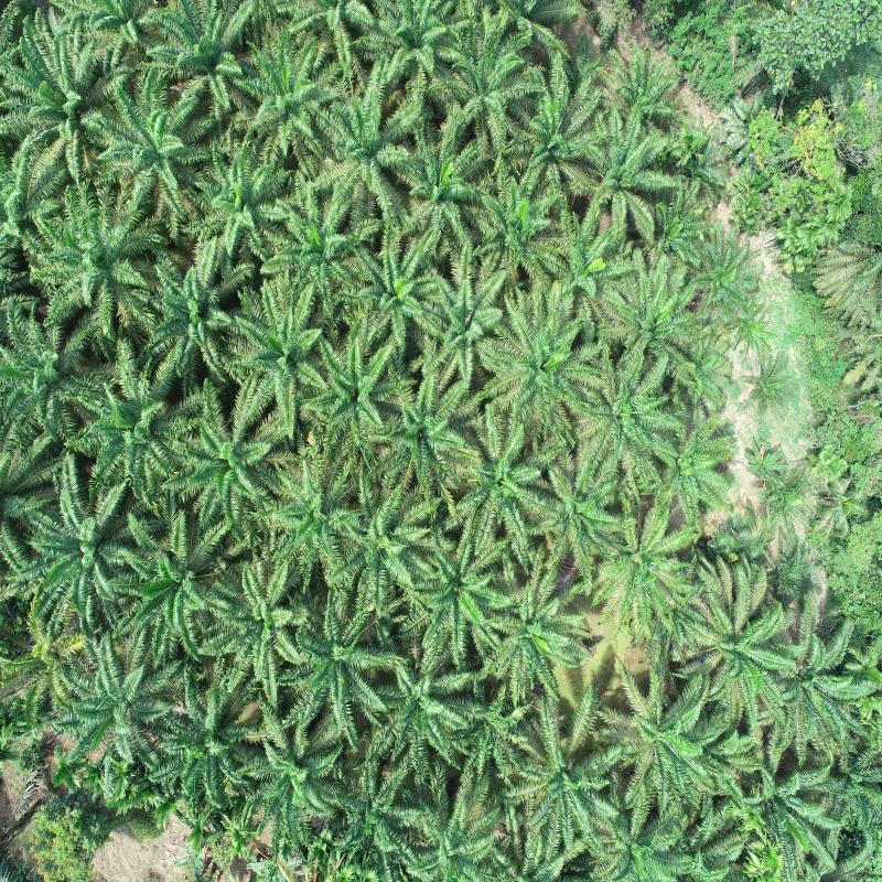 Palm Tree Detection Semantic Segmentation Model By Edf Seaweed Detection