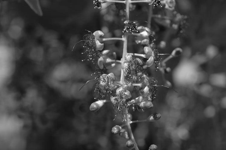 Mangrove Variety Using Image Processing Techniques - Roboflow Universe