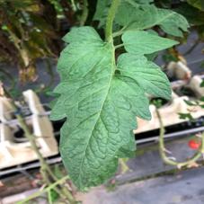 Tea-leaf-detect Object Detection Dataset by Md azad hosen