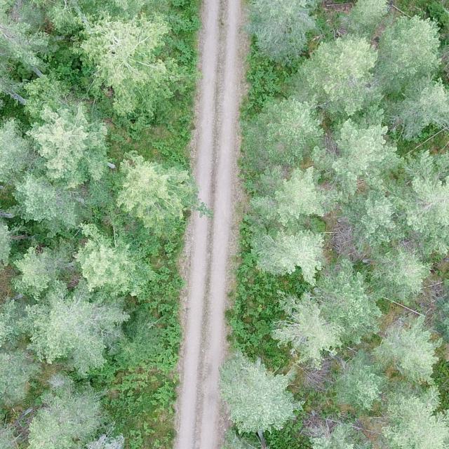 Trees Object Detection Dataset and Pre-Trained Model by SUTD