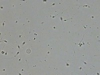 Modular - Roboflow Universe