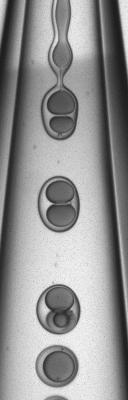 Glass capillary DE - Roboflow Universe