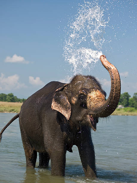 animals-instance-segmentation Instance Segmentation Model by trial