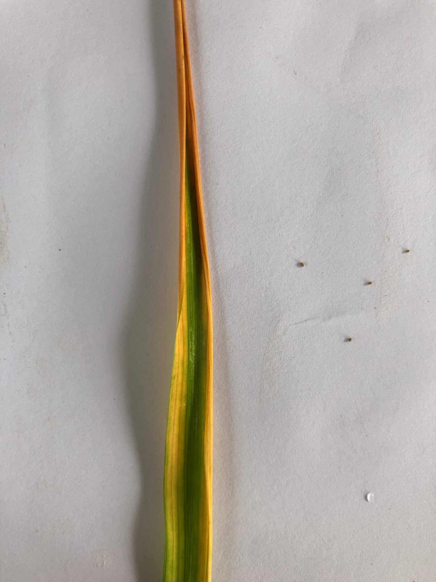 Rice Leaf Disease Object Detection Model (v1, 2024-02-03 3:24pm) by ...