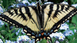 butterfly classification Classification Dataset and Pre-Trained Model ...
