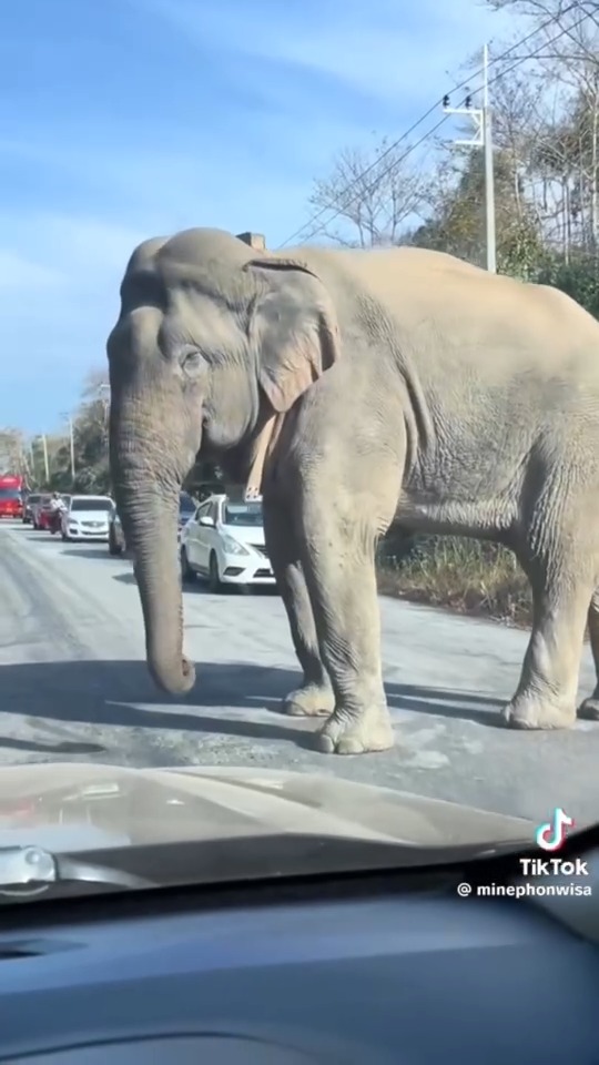 Elephant Object Detection Dataset by JatdilokAi