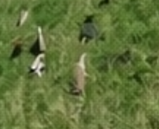 fly_trash_spot Object Detection Dataset and Pre-Trained Model by trashbags