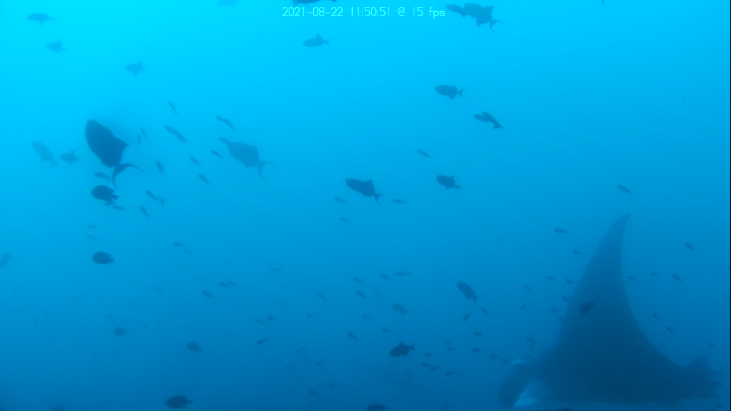 Mozambique Sharks & Rays Object Detection Dataset by Mozambique Sharks Rays Identification