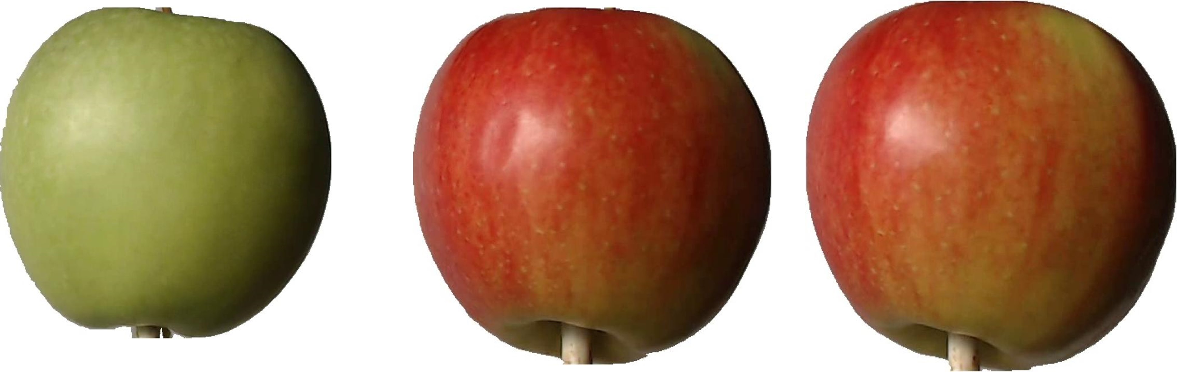 Fruit Ripness Object Detection Dataset And Pre Trained Model By Mask