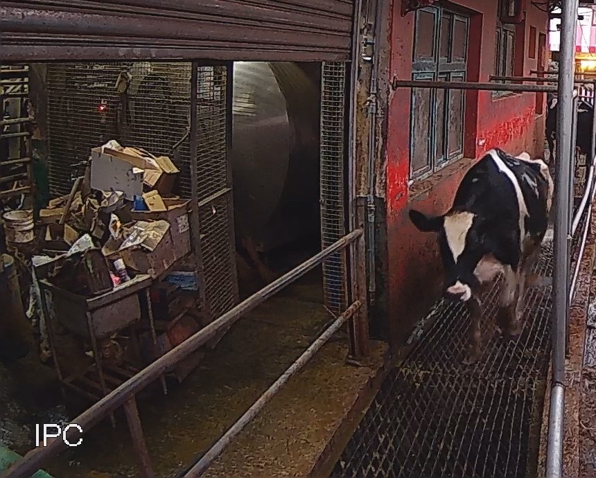 Cow Detection Object Detection Dataset By Cowmaster