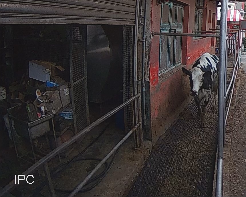 cow mask Instance Segmentation Dataset and Pre-Trained Model by cowmaster