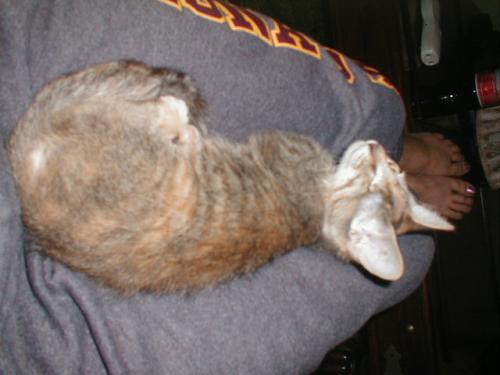 cat detection Object Detection Dataset and Pre-Trained Model by dog detection