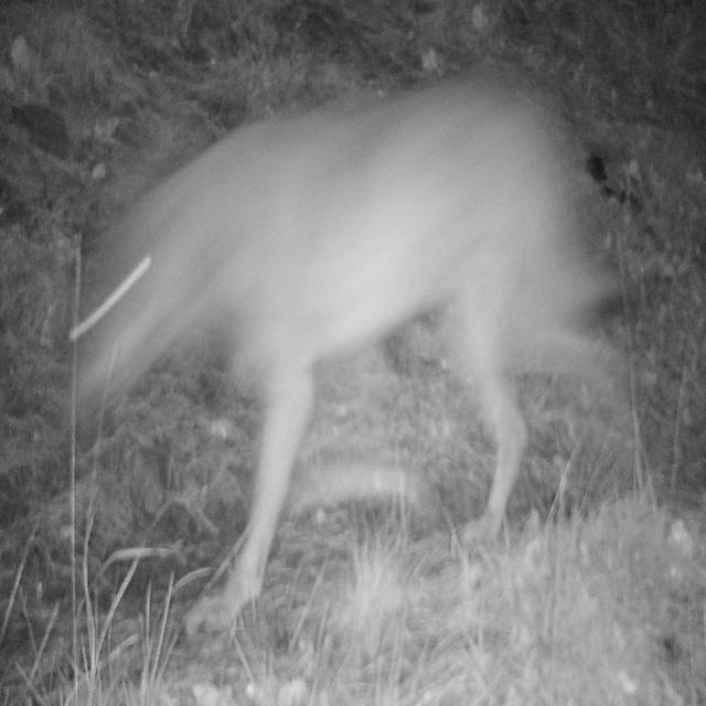 wolf Object Detection Dataset by liangzai