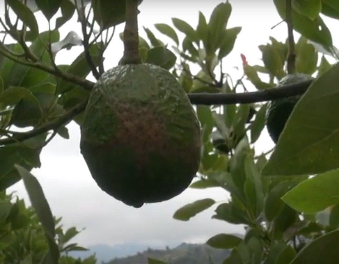 Detection Avocado Instance Segmentation Dataset And Pre Trained Model