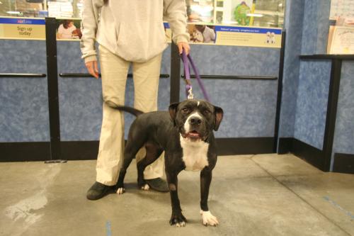 Test Dogs and Cats Object Detection Dataset and Pre-Trained Model by Test