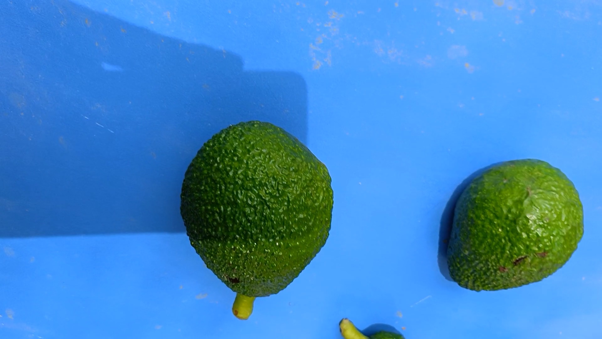 Avocado Tesis Object Detection Dataset By Avocadopalta