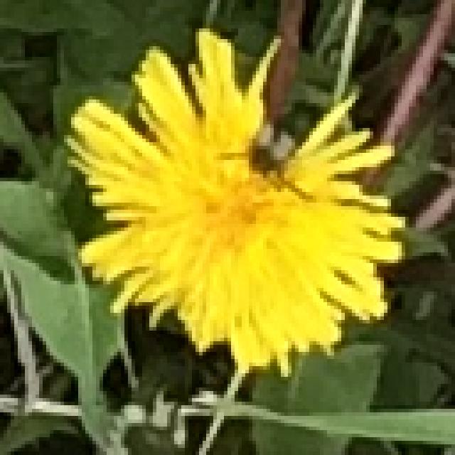 Dandelions Object Detection Dataset by Clover Detection