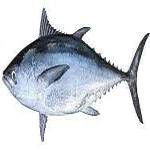 fish tun Object Detection Dataset by mohmedmostafa